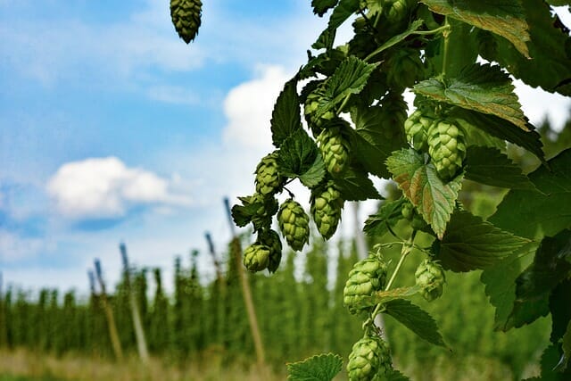 Common hops - will eliminate nervous tension and provide a peaceful ...