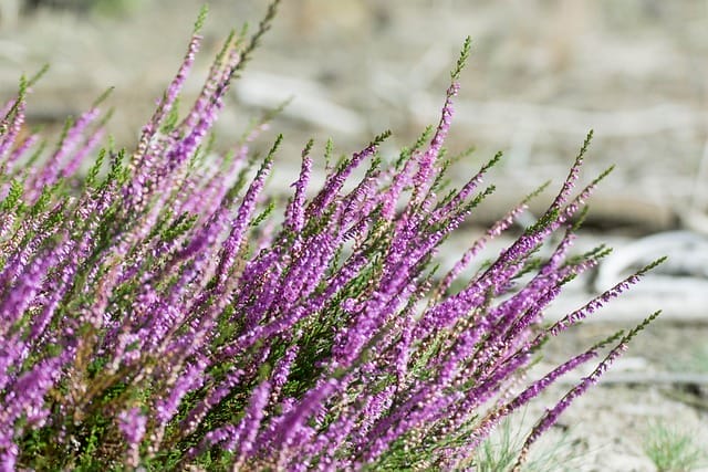 Common heather (Calluna vulgaris) - an ornament of meadows and gardens ...
